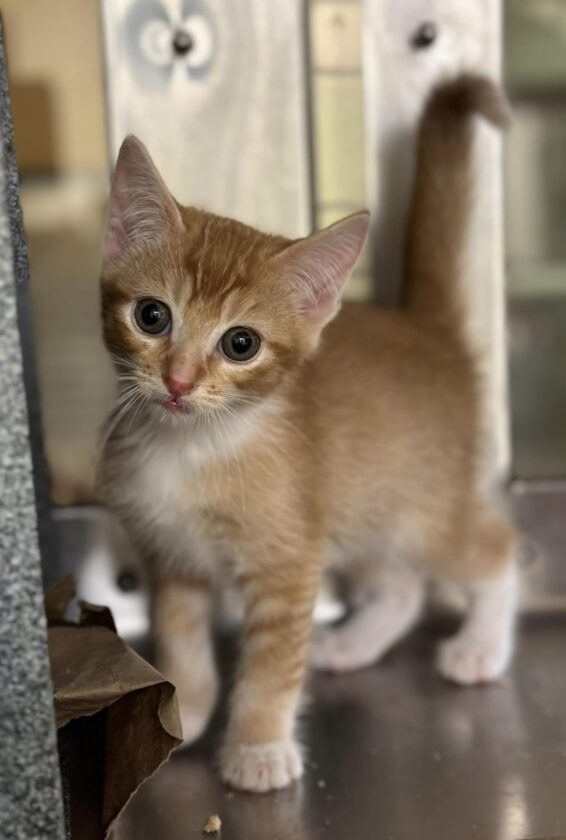 Kitten season creates critical need for foster homes at Lee County ...